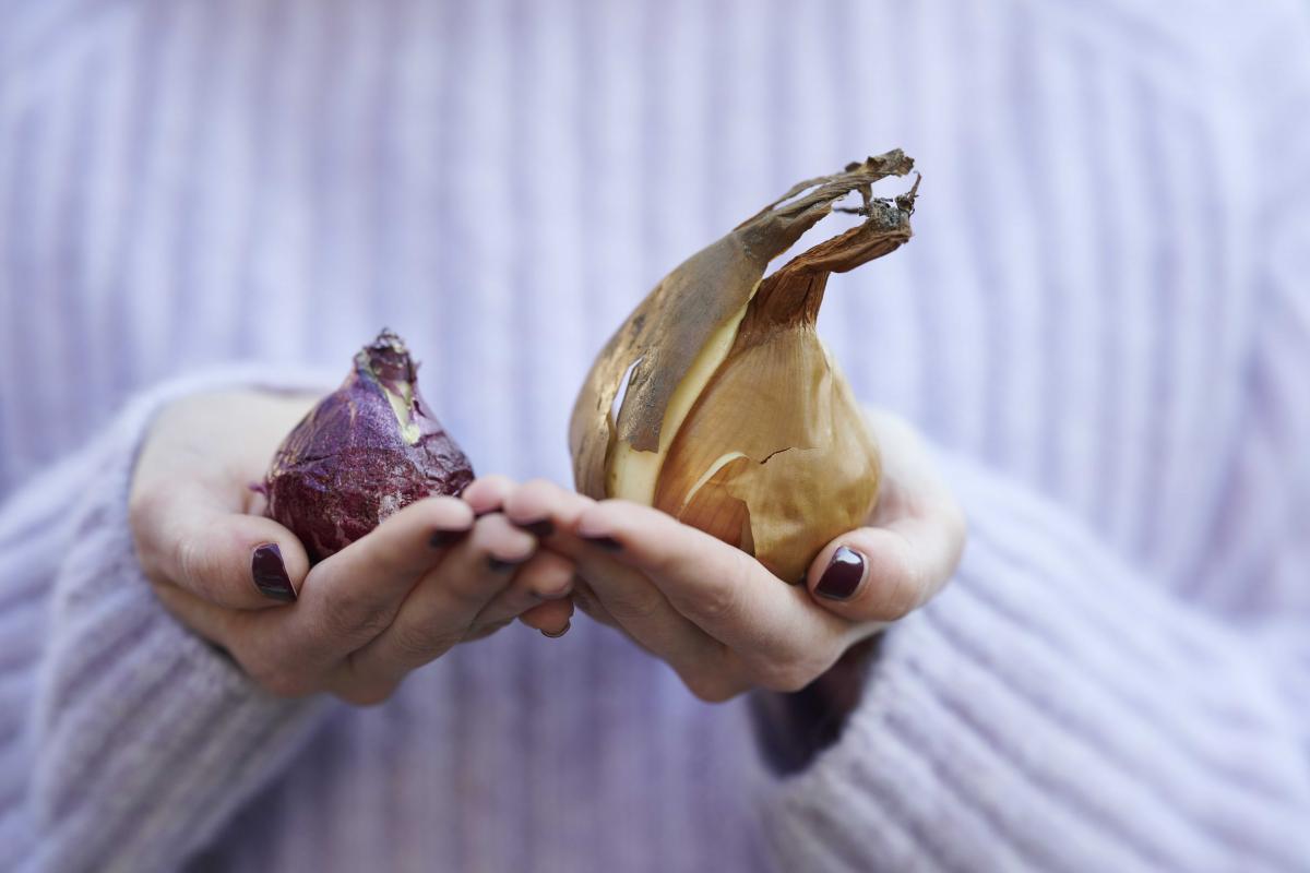 Hur planterar man blomsterlökar? | information om blomsterlökar